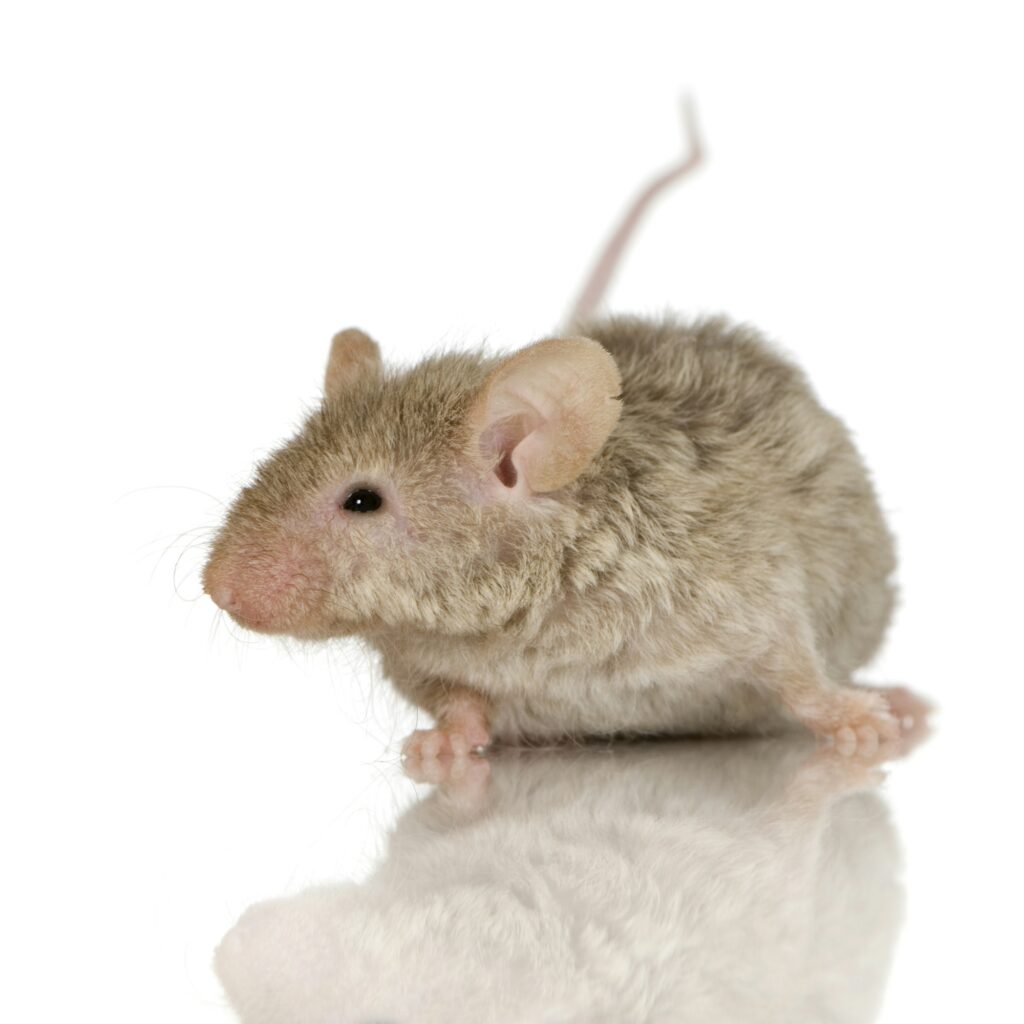 Pest Library - Chief Termite and Pest Control