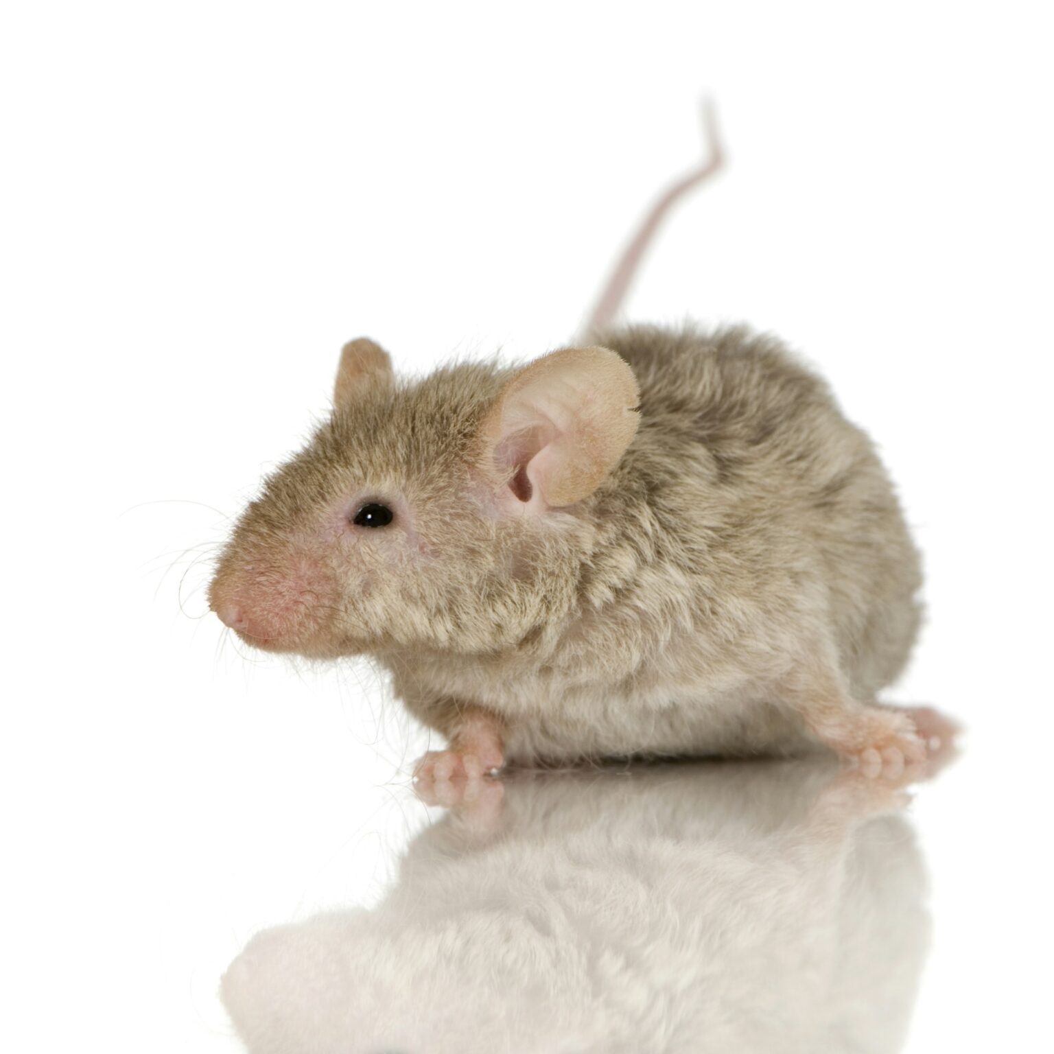 Pest Library - Chief Termite and Pest Control